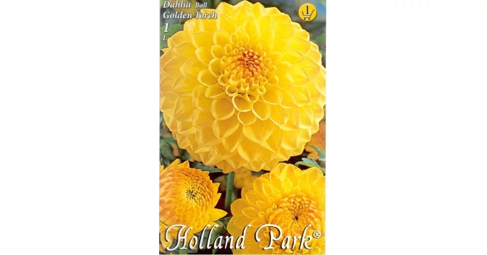 VIRÁGHAGYMA DÁLIA Dahlia Ball Golden Torch 1db/cs - Virághagyma ...